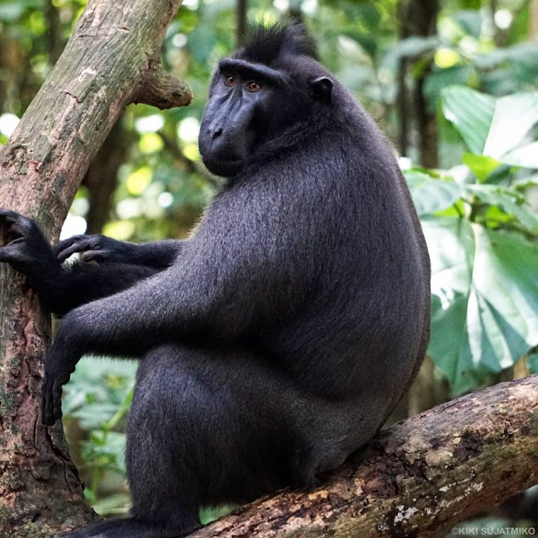 Berkunjung ke Taman Nasional Tangkoko Bitung, Habitat Monyet Hitam yang ...