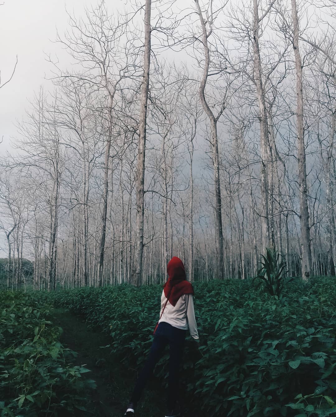 Selain Pohon Pinus, Deretan Hutan Jati Instagenic Ini Bisa Jadi Spot ...