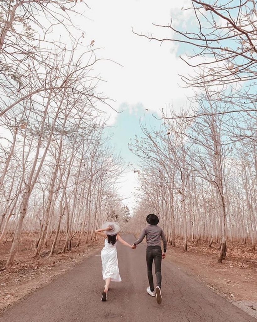 Selain Pohon Pinus, Deretan Hutan Jati Instagenic Ini Bisa Jadi Spot ...