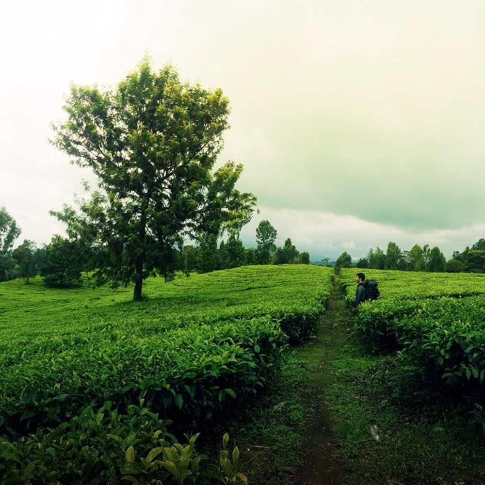 Kebun Teh di Bandung Raya yang Pas untuk Menyendiri, Suasananya Cocok ...