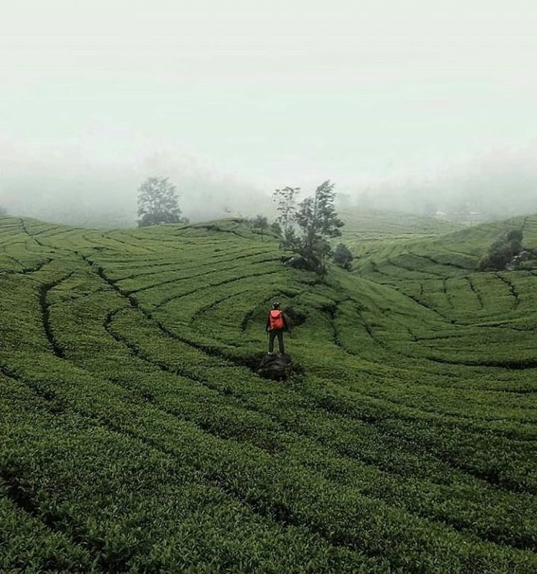 Kebun Teh di Bandung Raya yang Pas untuk Menyendiri, Suasananya Cocok ...