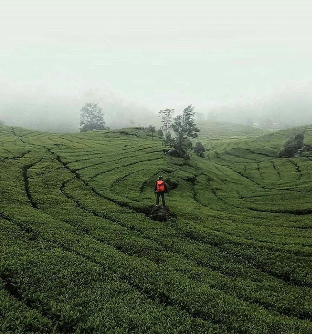 Kebun Teh di Bandung Raya yang Pas untuk Menyendiri, Suasananya Cocok ...