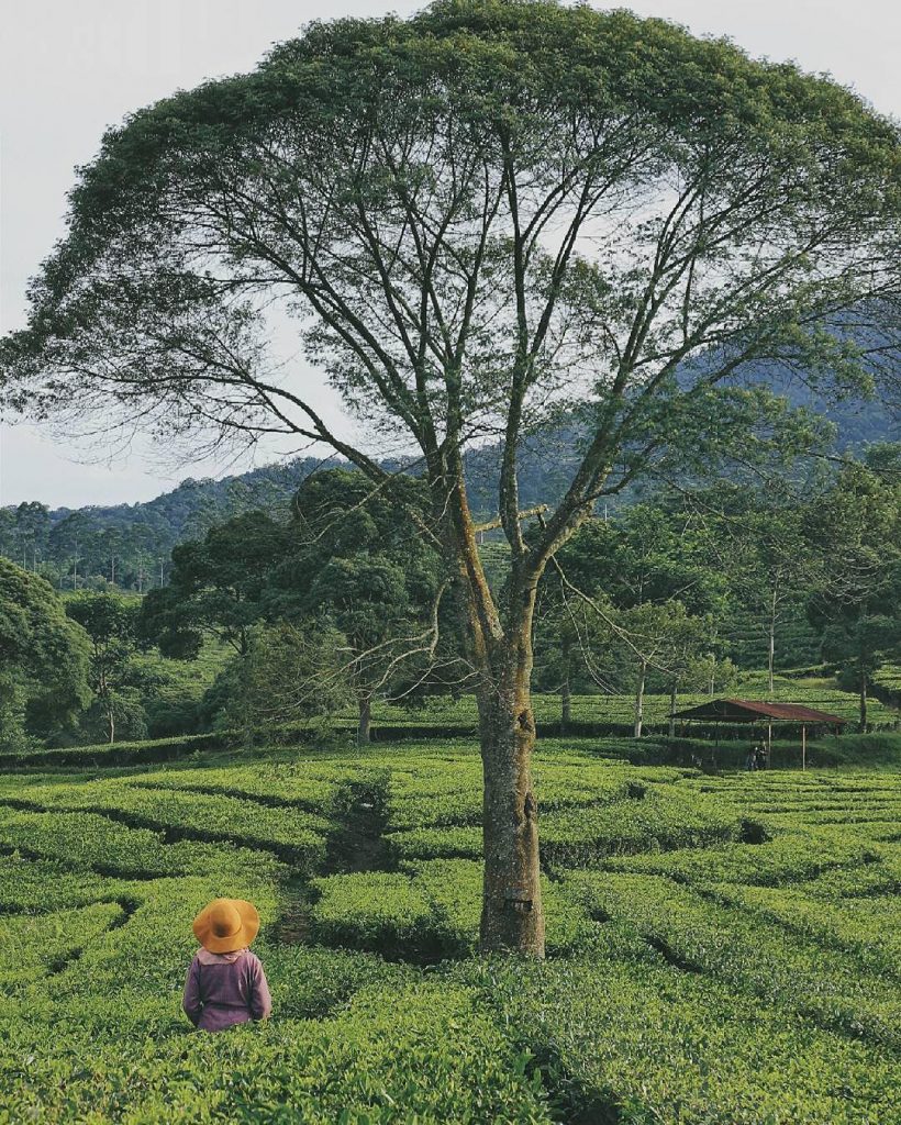 Kebun Teh di Bandung Raya yang Pas untuk Menyendiri, Suasananya Cocok ...