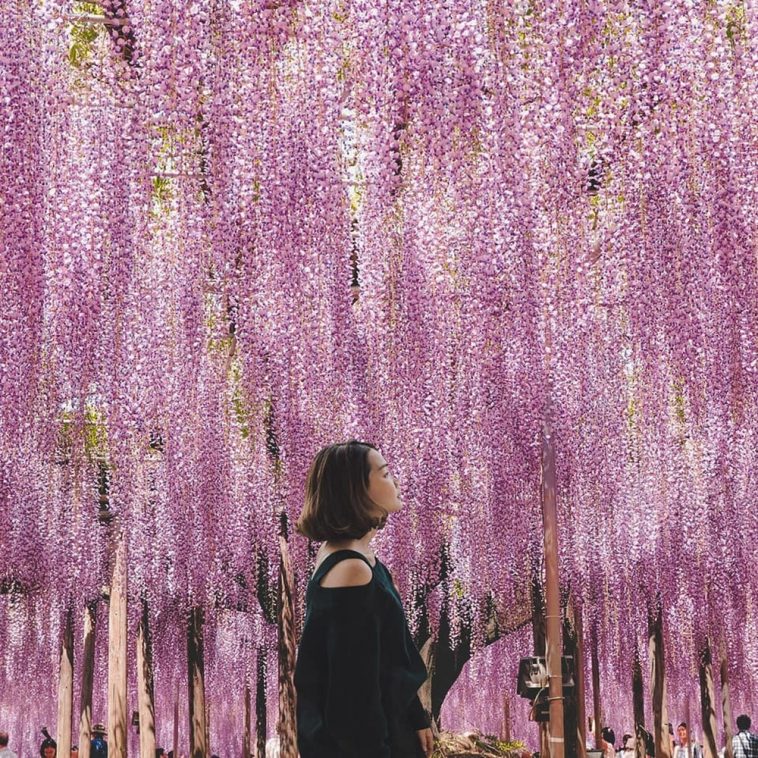 Selain Sakura, Ini Taman Bunga di Jepang, Serasa Berada di ‘Surga’