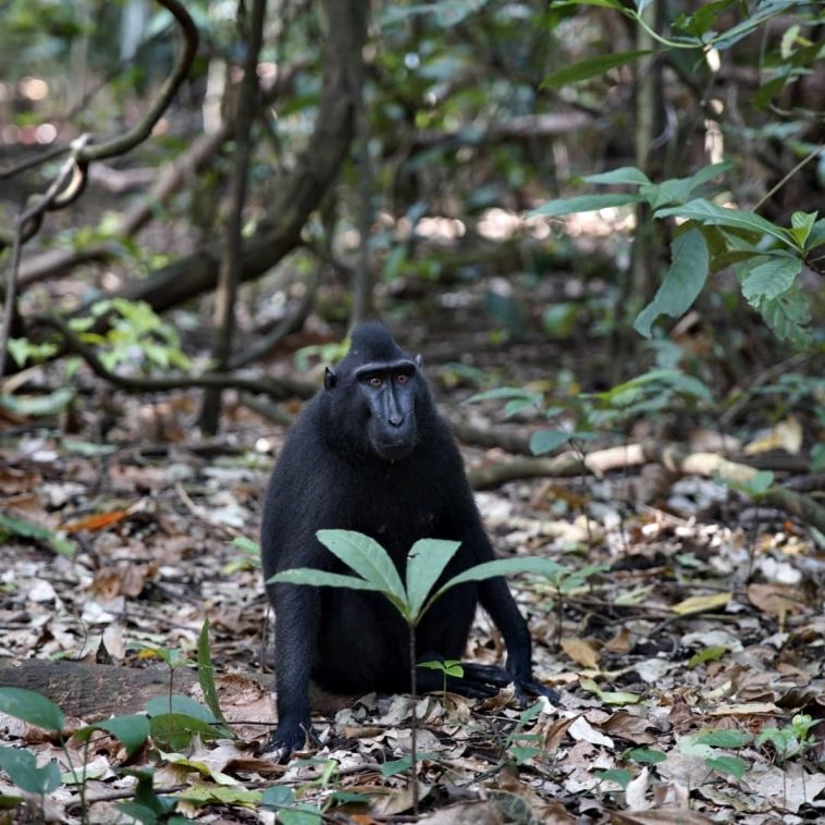 Berkunjung ke Taman Nasional Tangkoko Bitung, Habitat Monyet Hitam yang ...
