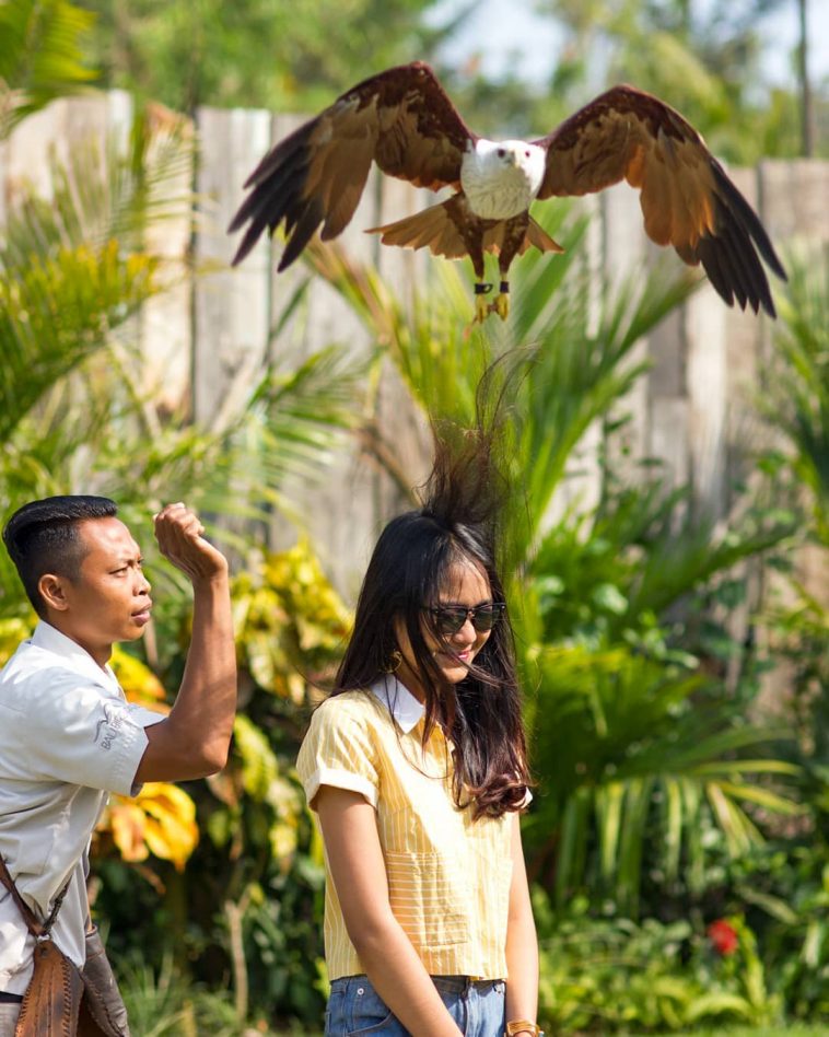 6 Most Captivating Animal Attractions in Bali