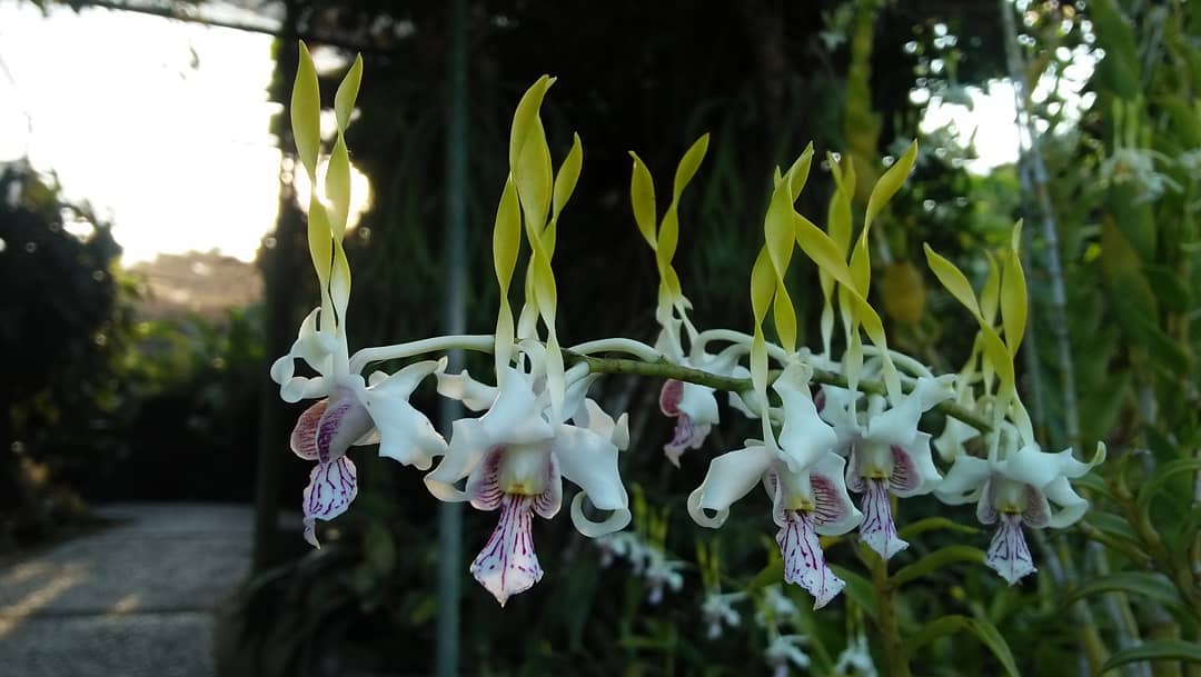 Beautiful Flower Gardens You Must Visit in Bali