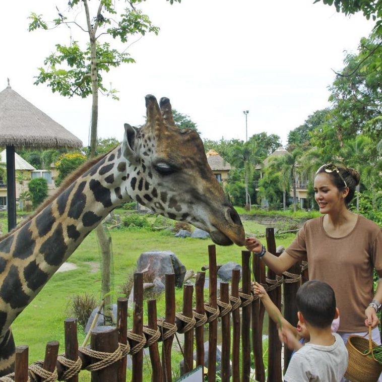 6 Most Captivating Animal Attractions in Bali