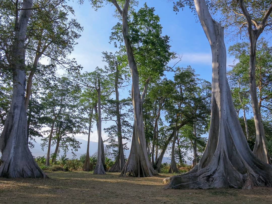 Walk Among the Giant Lian Trees in East Lombok