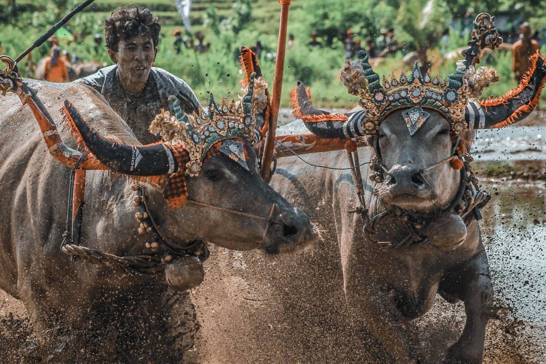 6 Most Captivating Animal Attractions in Bali