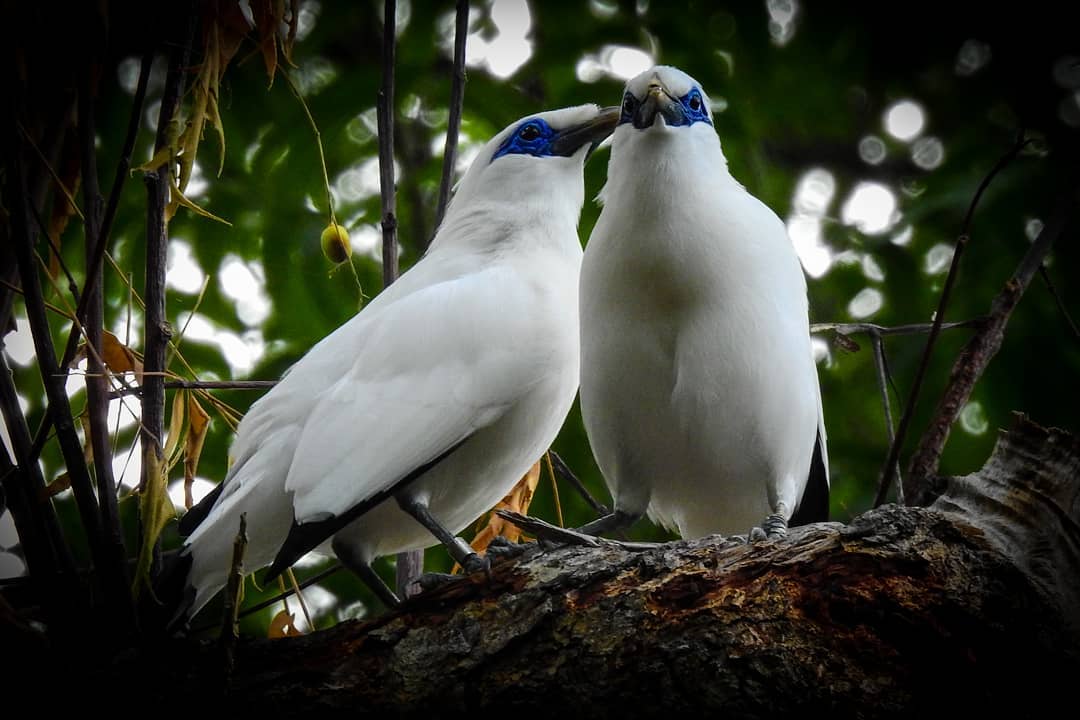 Meet the Endangered Bali Myna in West Bali National Park
