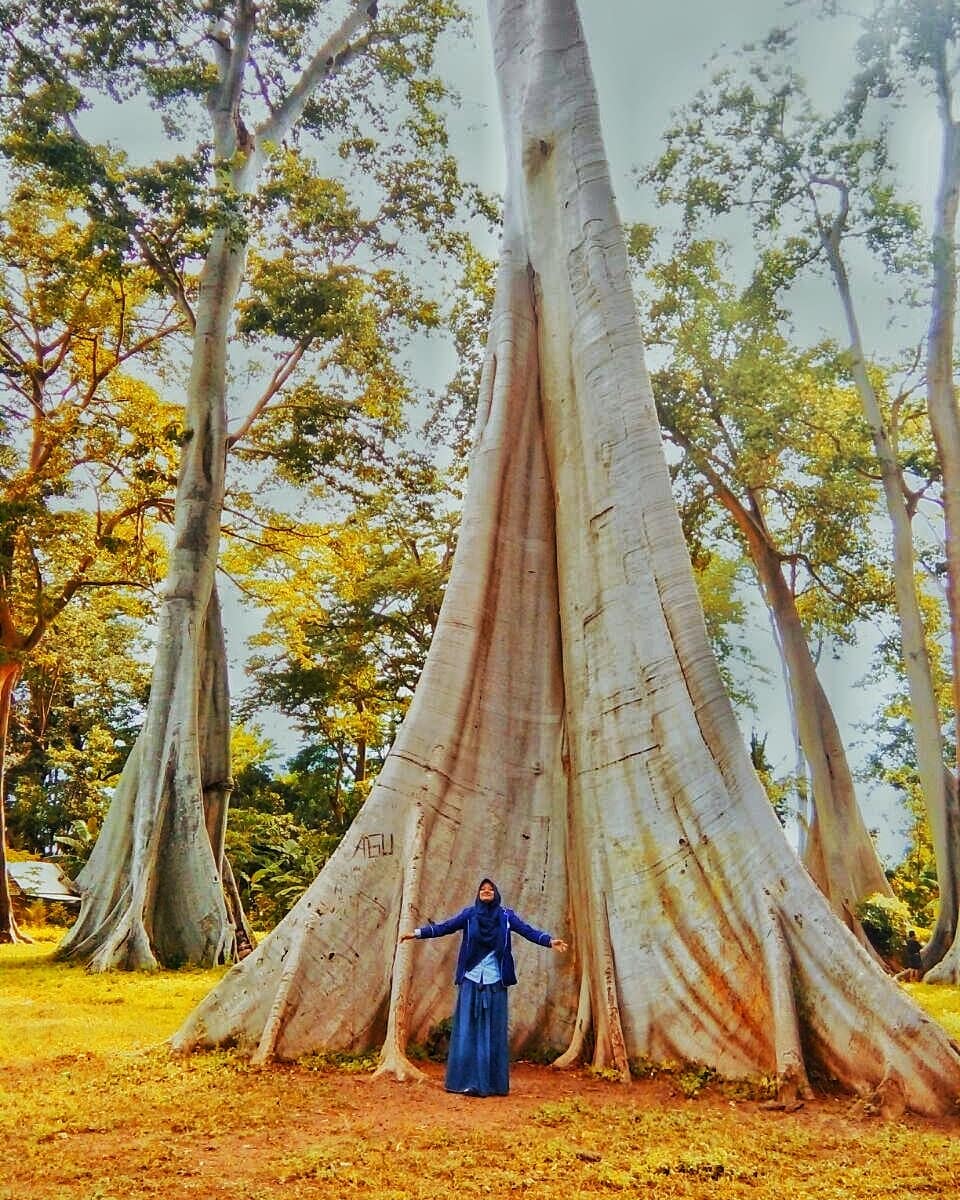 Walk Among the Giant Lian Trees in East Lombok