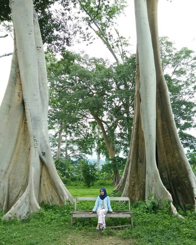 Walk Among the Giant Lian Trees in East Lombok
