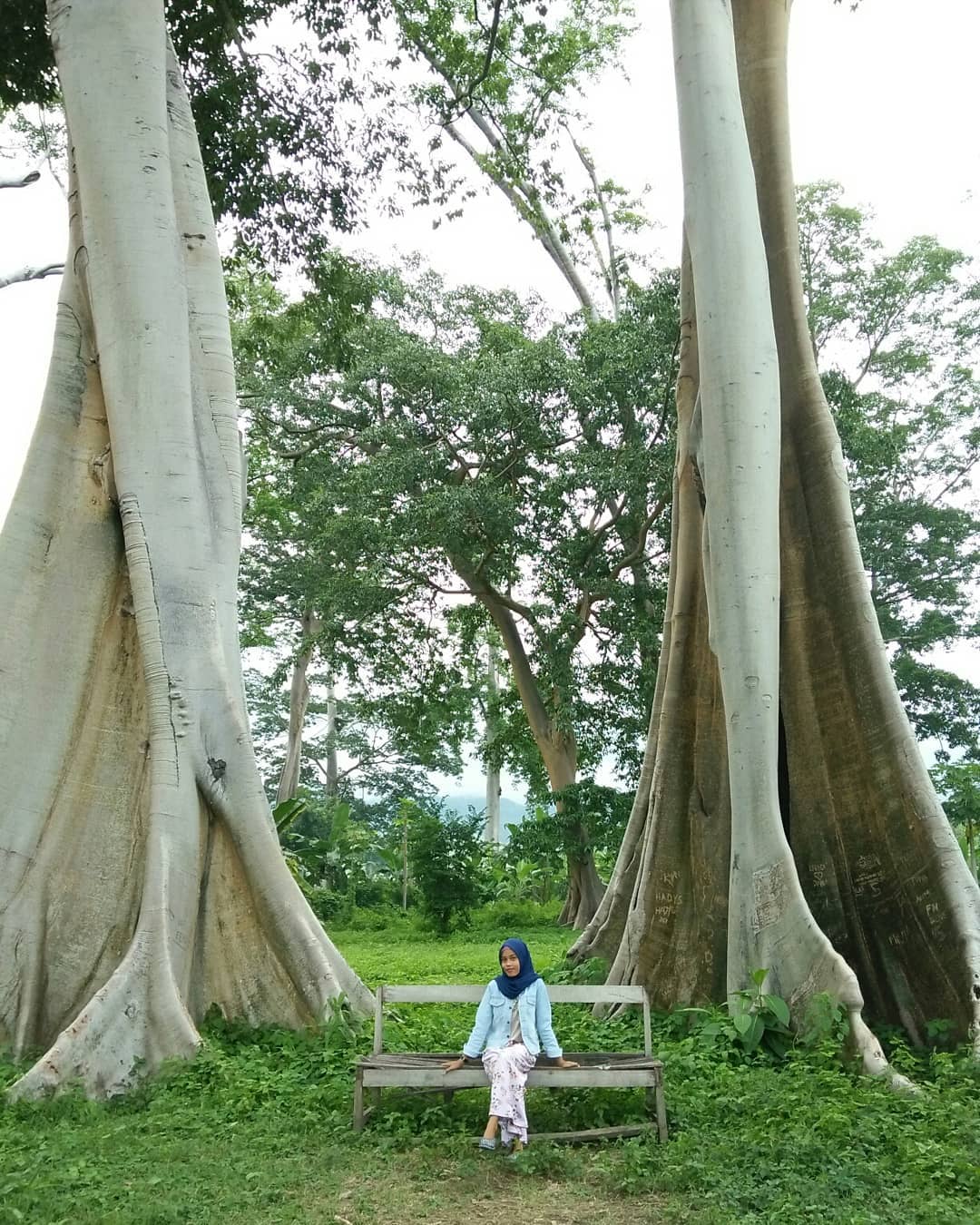 Walk Among the Giant Lian Trees in East Lombok