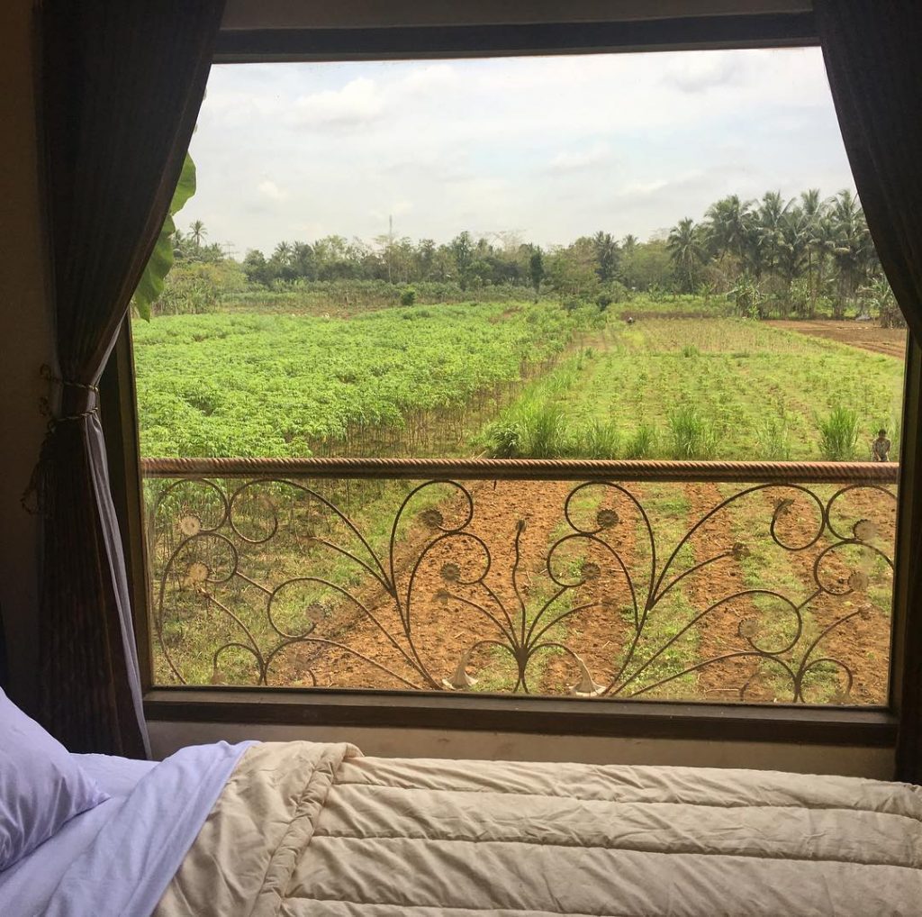 Akomodasi di Tengah Sawah Magelang, Menginap Sambil Ditemani Hijaunya ...