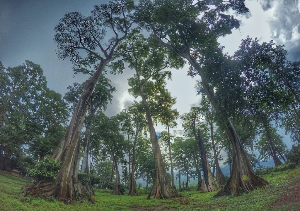 Walk Among the Giant Lian Trees in East Lombok