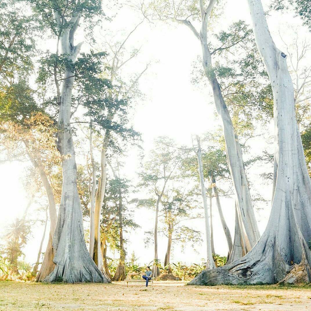 Walk Among the Giant Lian Trees in East Lombok