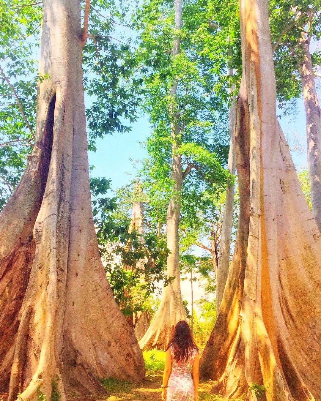 Walk Among the Giant Lian Trees in East Lombok