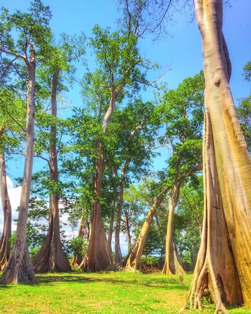 Walk Among the Giant Lian Trees in East Lombok