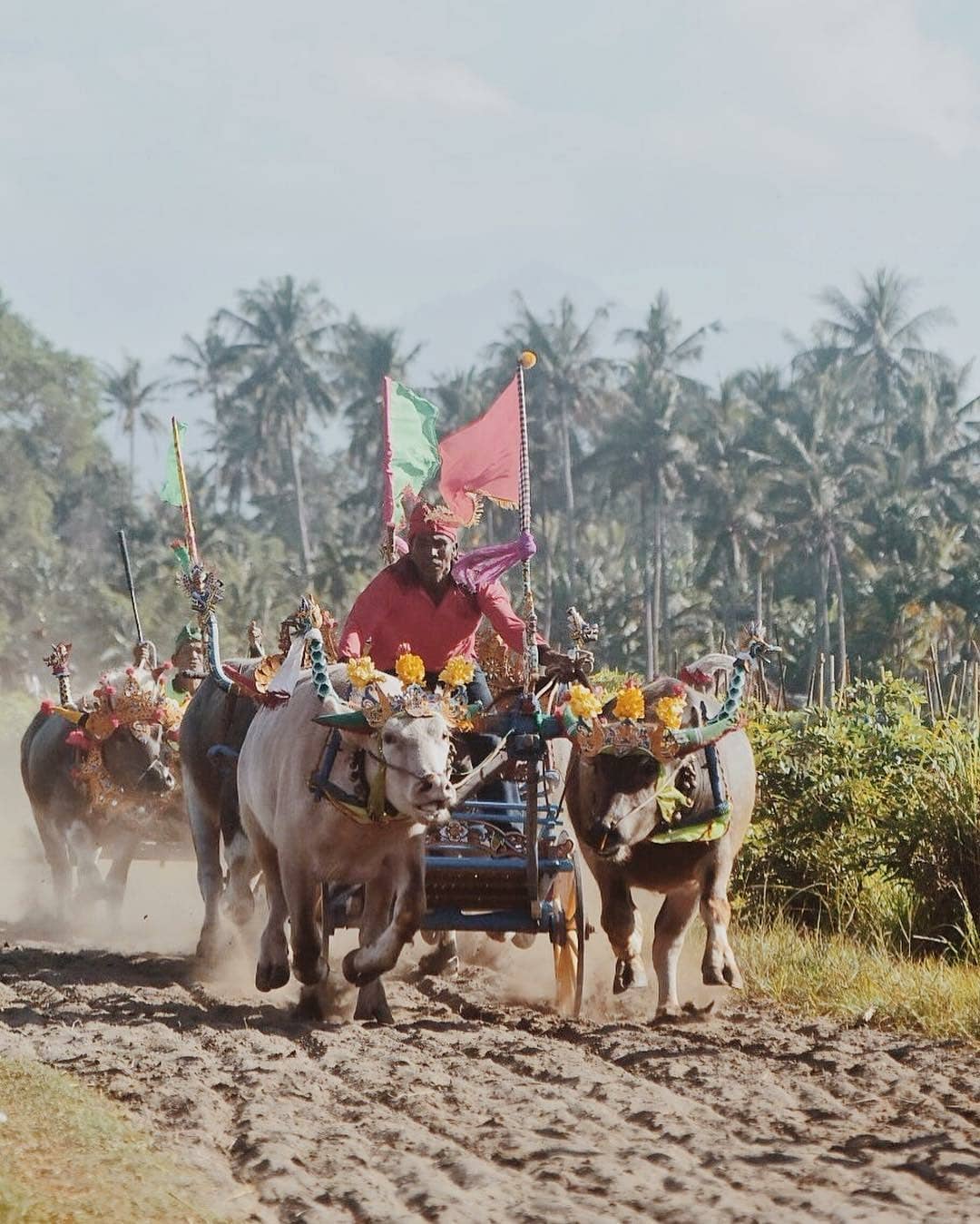 6 Most Captivating Animal Attractions in Bali