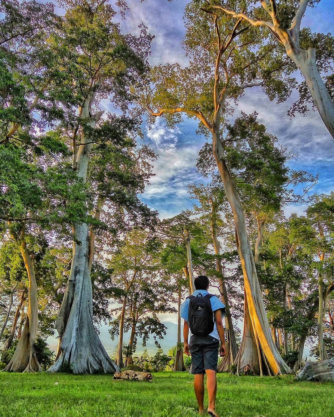 Walk Among the Giant Lian Trees in East Lombok