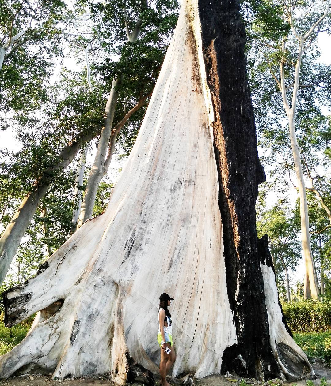 Walk Among the Giant Lian Trees in East Lombok