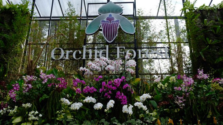 The Beautiful and Spectacular Orchid Forest Cikole Lembang