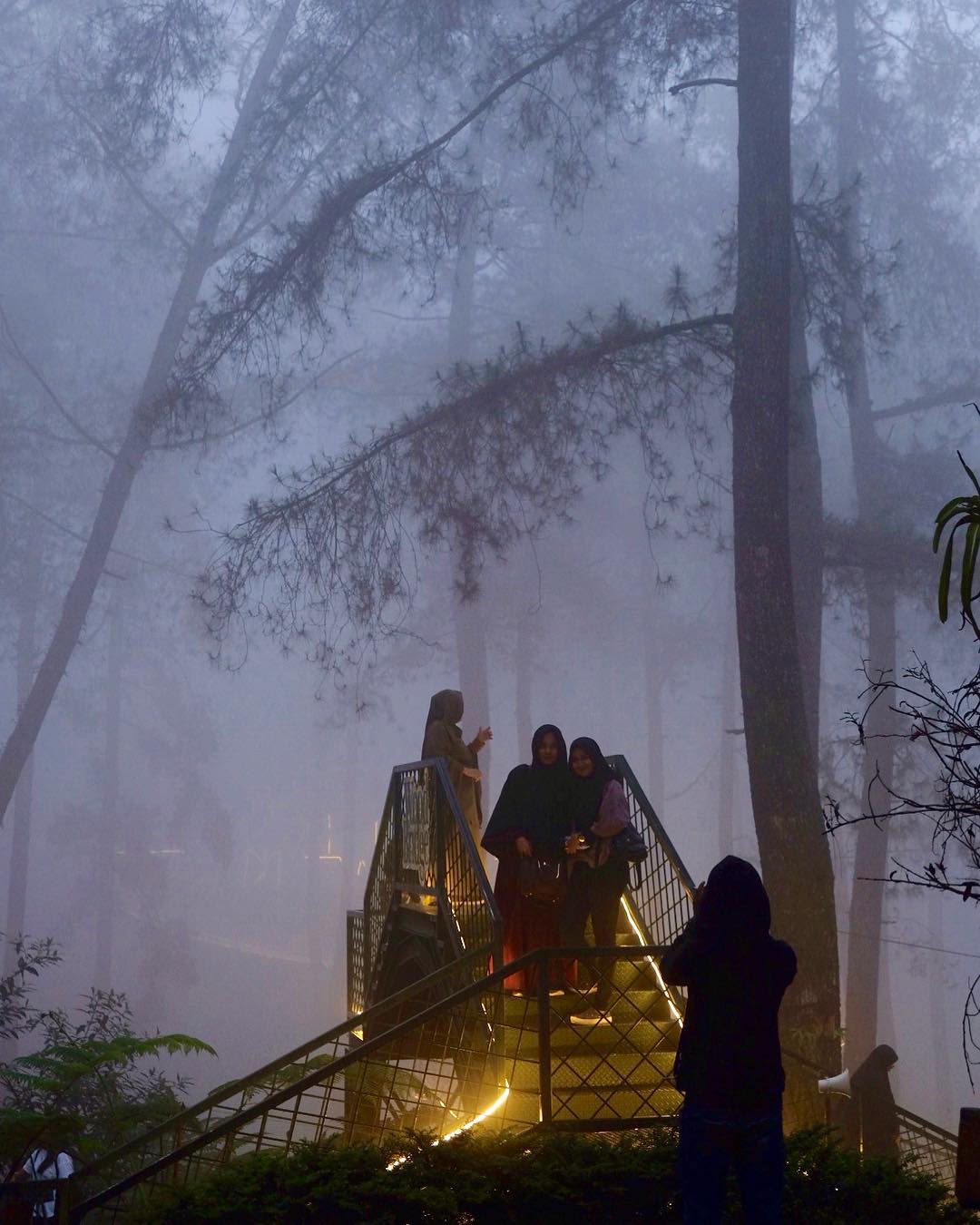 The Beautiful and Spectacular Orchid Forest Cikole Lembang