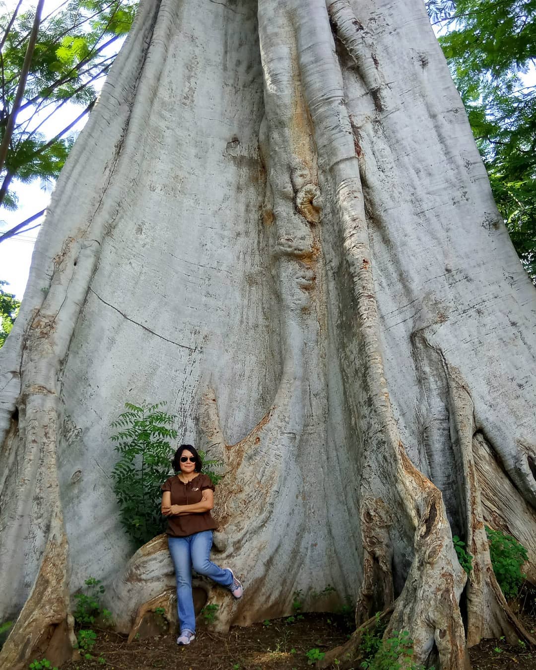Walk Among the Giant Lian Trees in East Lombok
