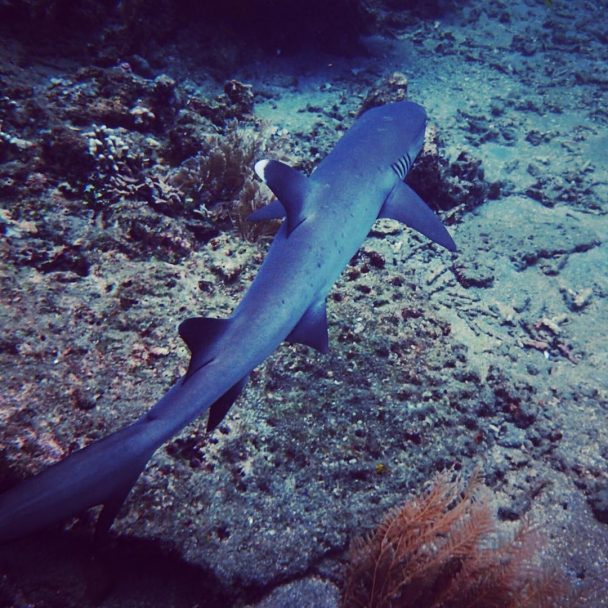 5 Most Beautiful Snorkeling Spots on Amed Beach