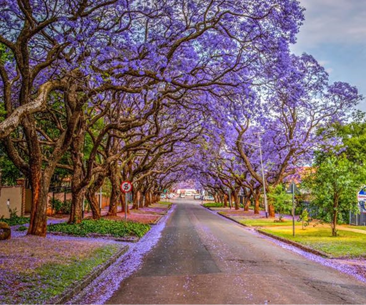 Potret Cantiknya Bunga Jacaranda di Berbagai Negara, Nggak Kalah dengan ...