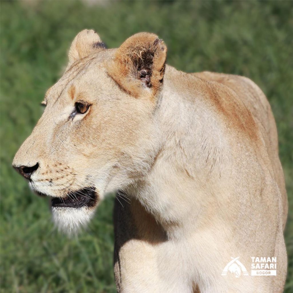 Trailer Lion King 2019 Rilis, Ini Kebun Binatang Indonesia untuk Lihat ...