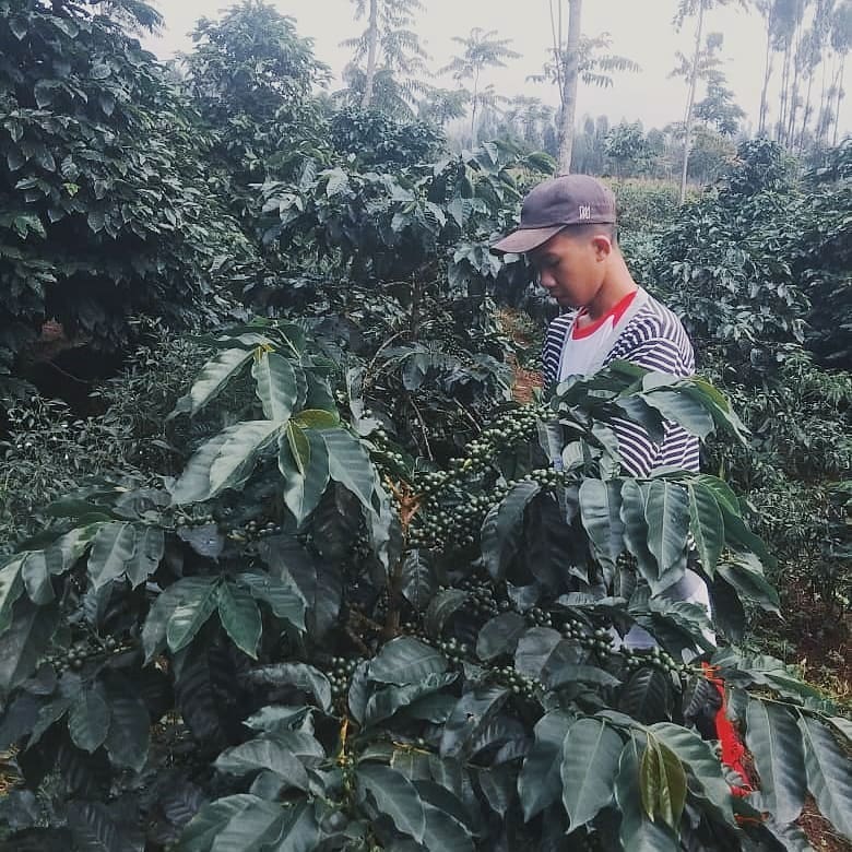 Kebun Kopi di Jawa Tengah, Ngabuburit Segar Sambil Wisata Edukasi