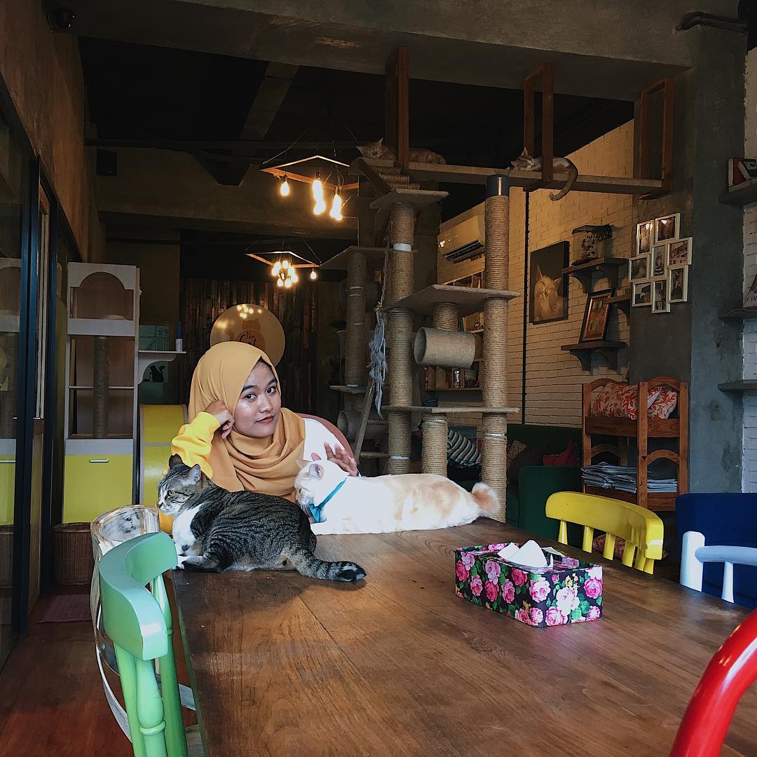 Cafe untuk Pecinta Kucing di Jakarta dan Sekitarnya, Siap-siap Gemas Saja!