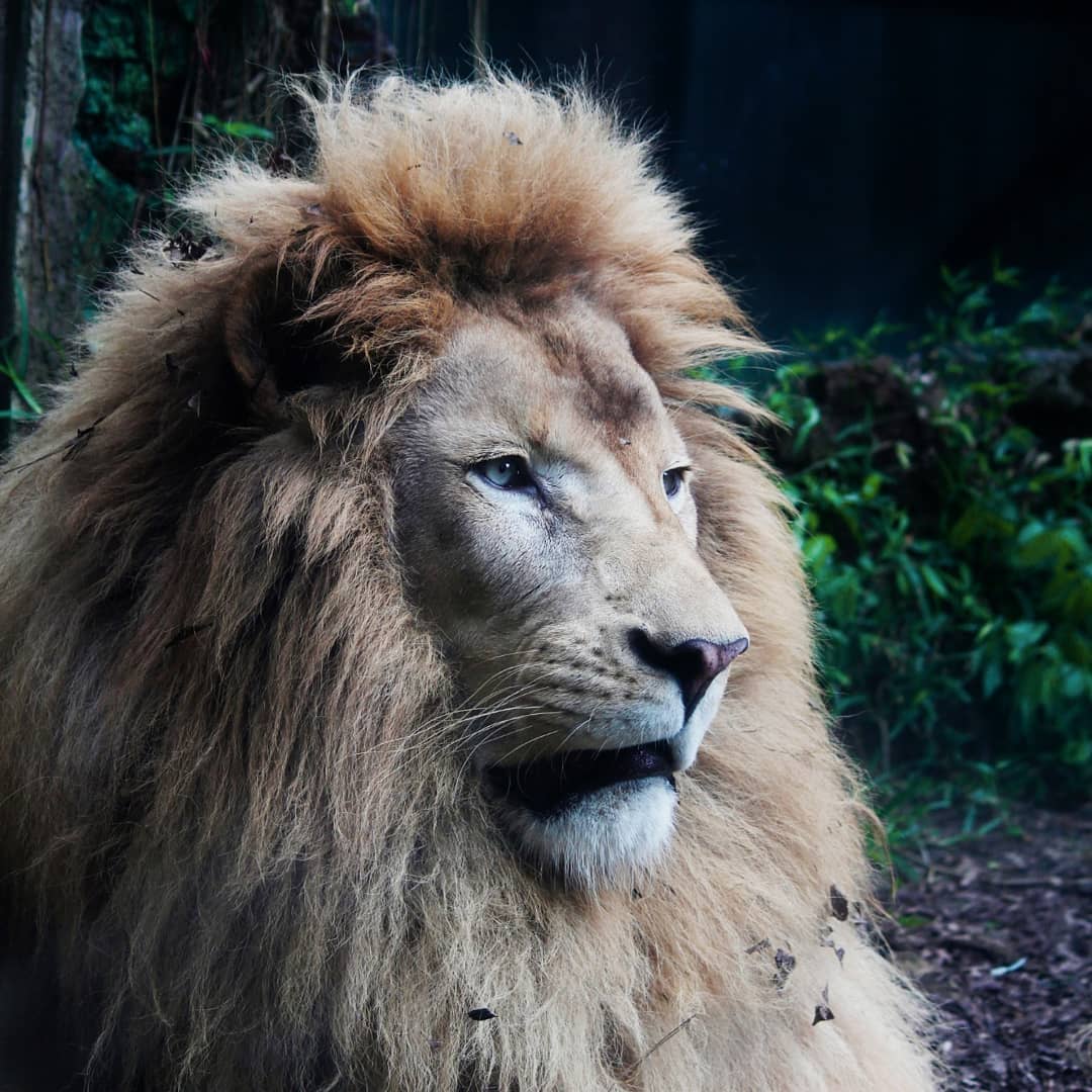 Trailer Lion King 2019 Rilis, Ini Kebun Binatang Indonesia untuk Lihat ...