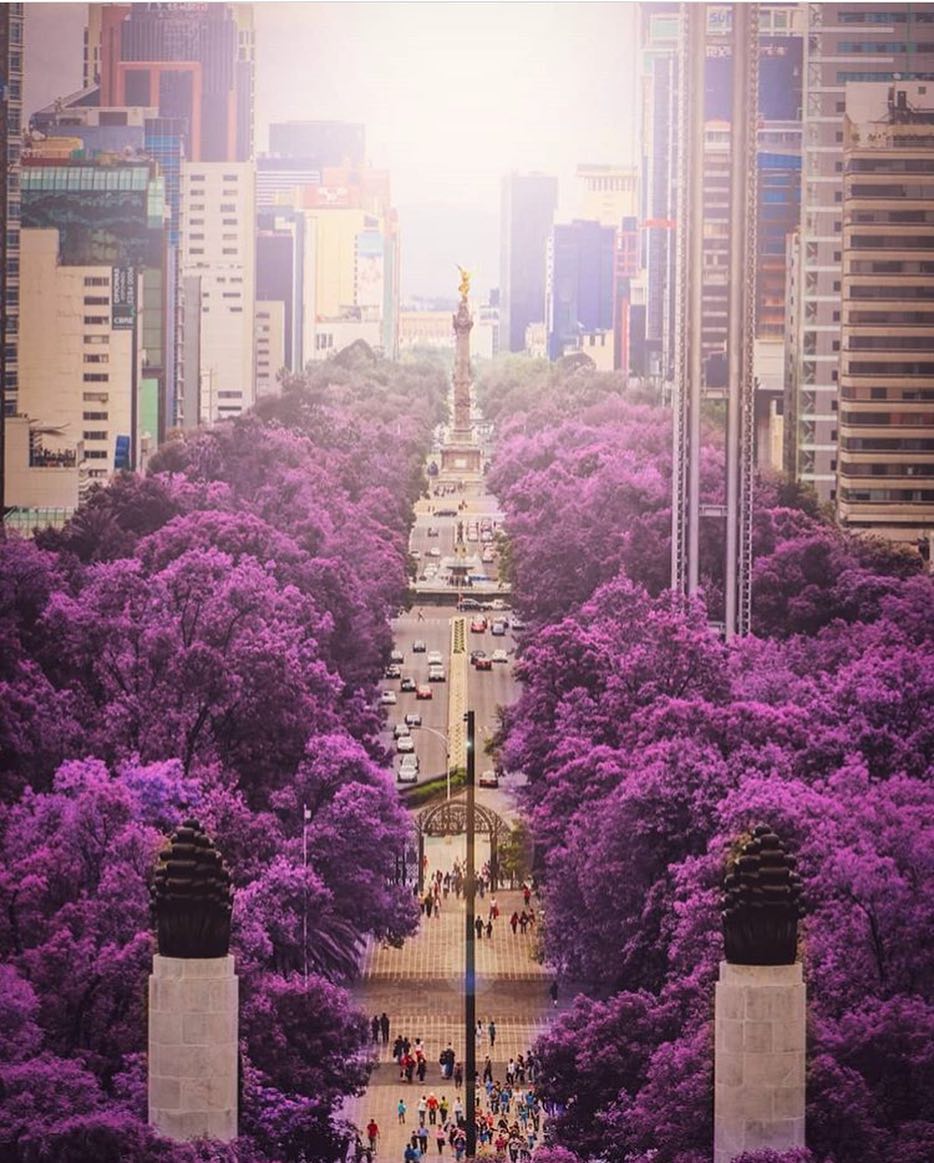 Potret Cantiknya Bunga Jacaranda di Berbagai Negara, Nggak Kalah dengan ...