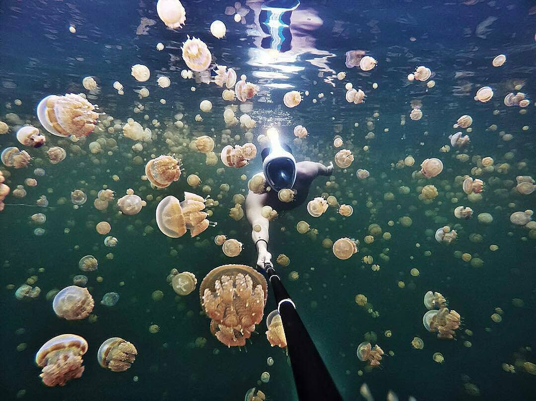 Meet Rare Exotic Animals at the Magical Derawan Islands