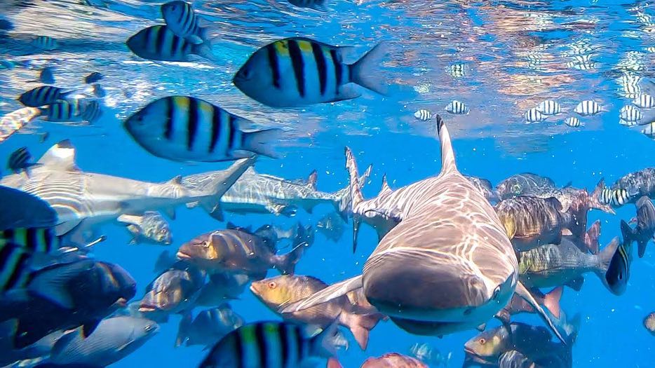 Exploring Misool, the Southern Wonder of Raja Ampat