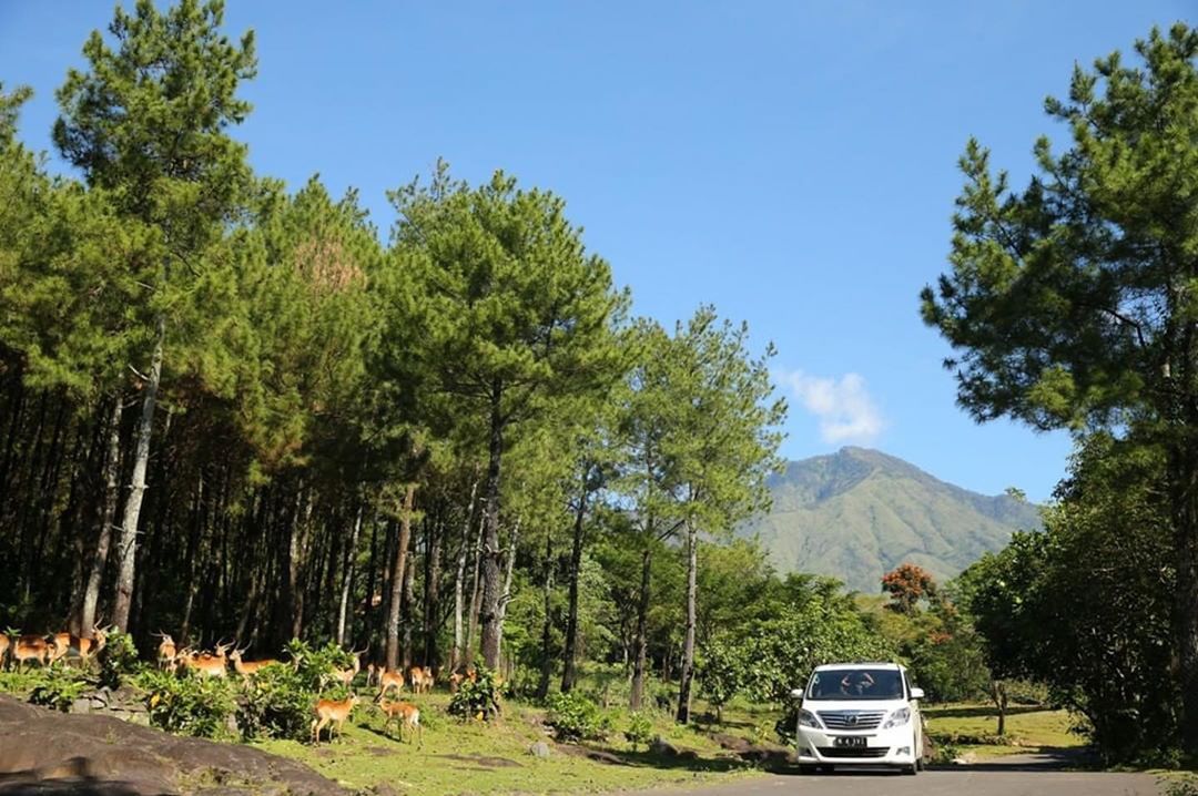 Taman Safari Prigen, an Adventure in the Largest Safari Park in Asia
