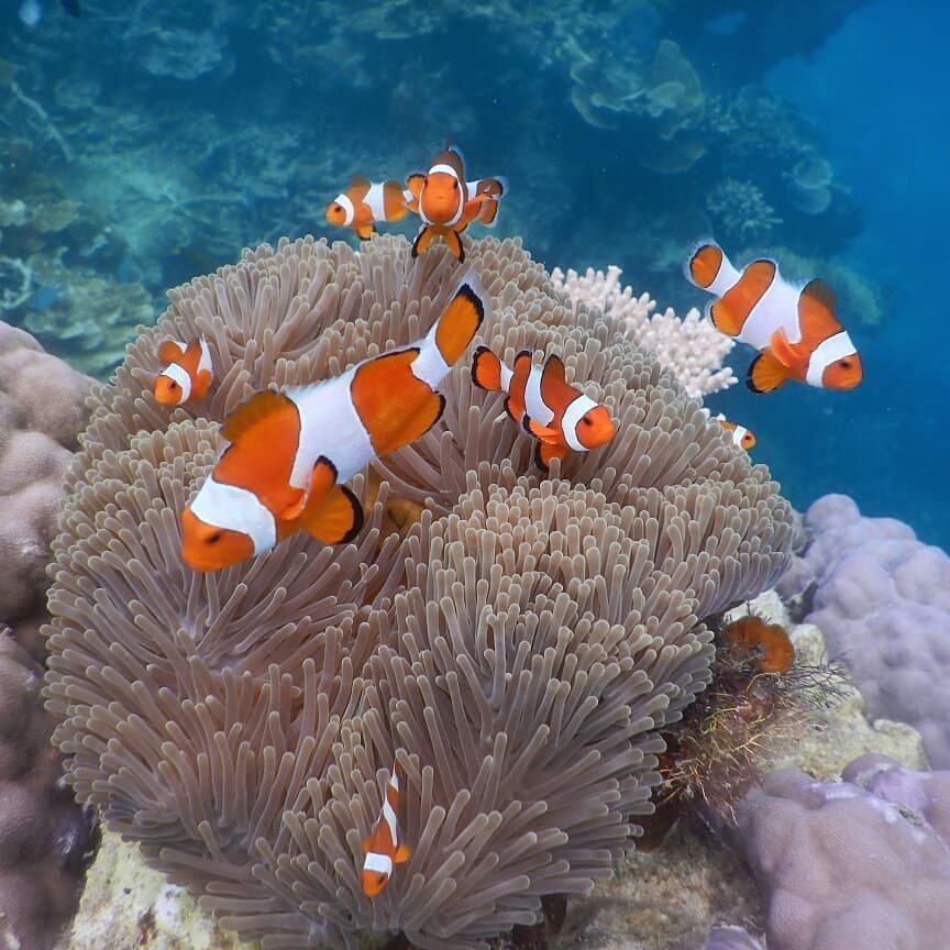 Karimunjawa, an Oasis in the Java Sea