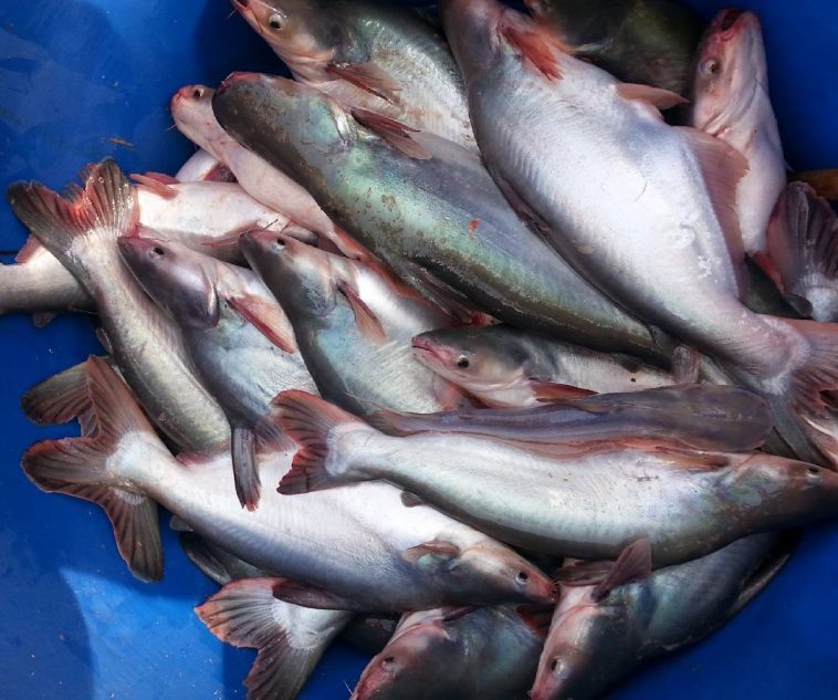 Tempoyak Ikan Patin aka How You Combine Durian and Catfish into a ...