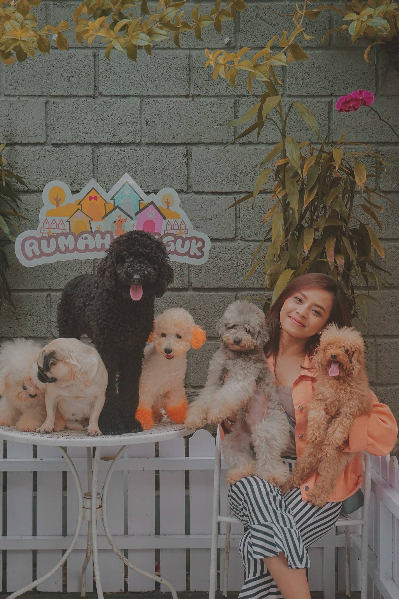 Rumah Guguk Petshop, Surganya Pecinta Anjing di Bandung