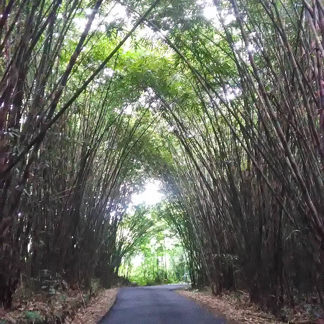 Four Sacred Trees You can Find in Bali