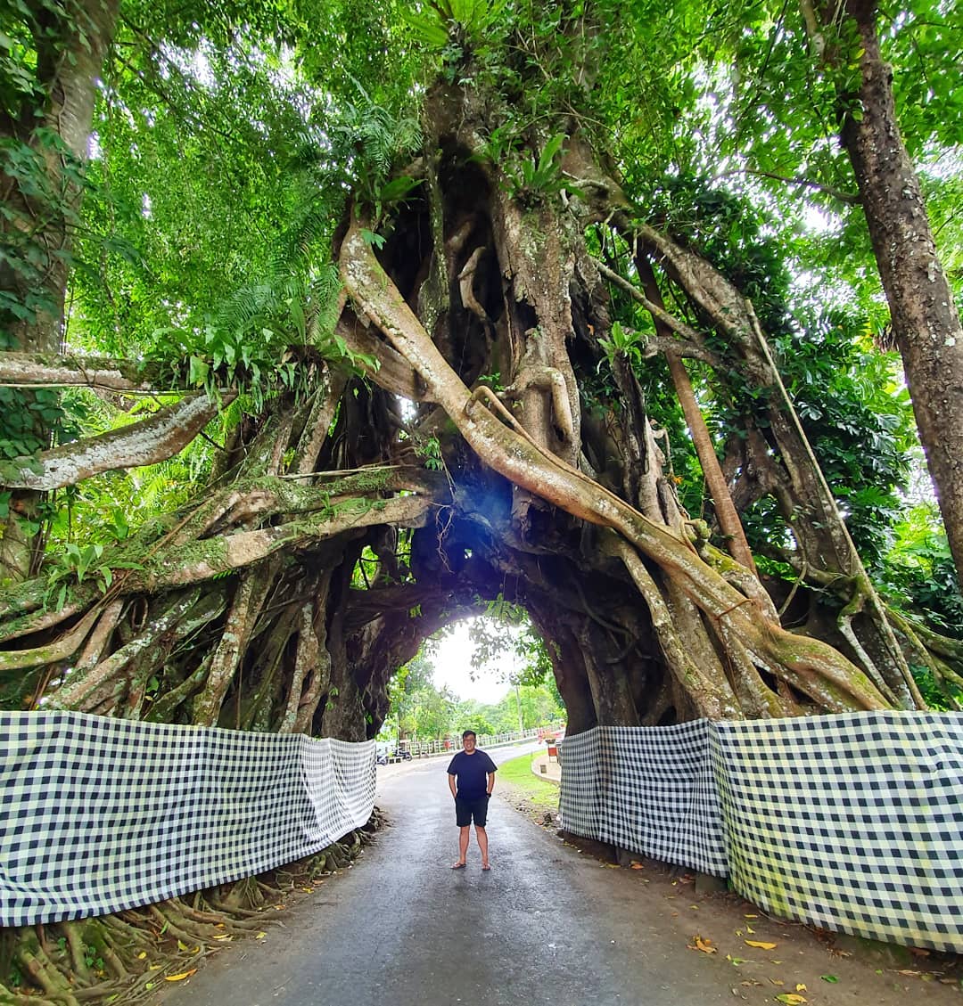 Four Sacred Trees You can Find in Bali