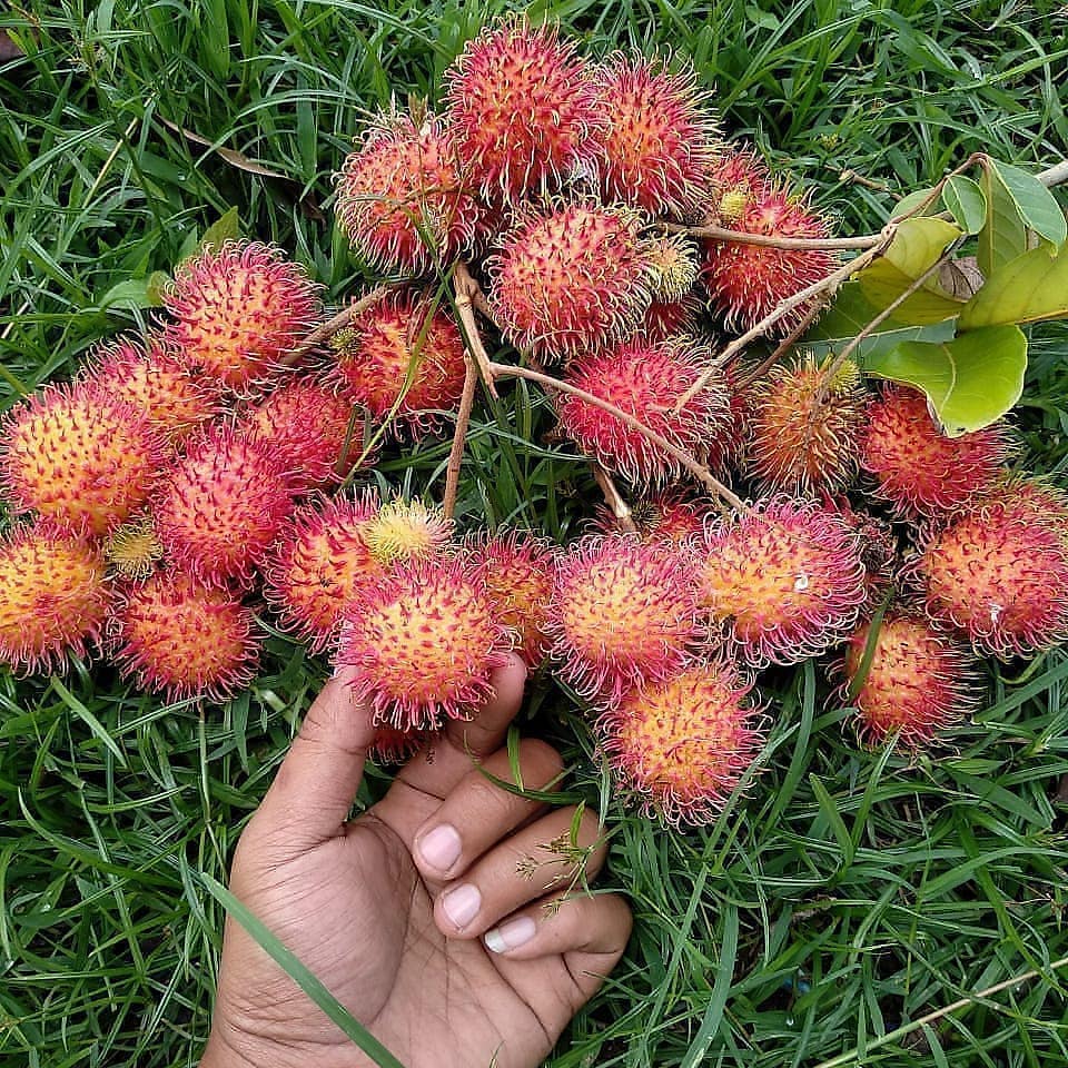 5 Jenis Rambutan di Indonesia, Victoria Beckham Suka Banget!