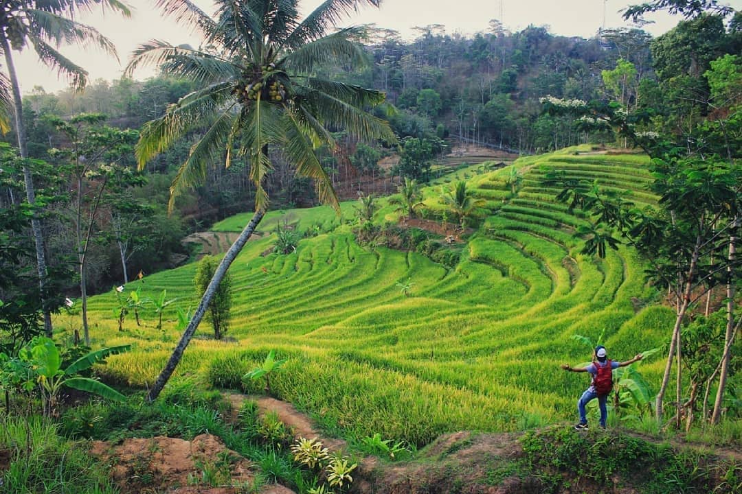 4 Terasering Indah di Pulau Jawa, Segarkan Mata Tenangkan Jiwa