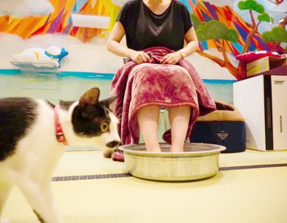 Sensasi Menginap Bersama Kucing, Penat Langsung Minggat