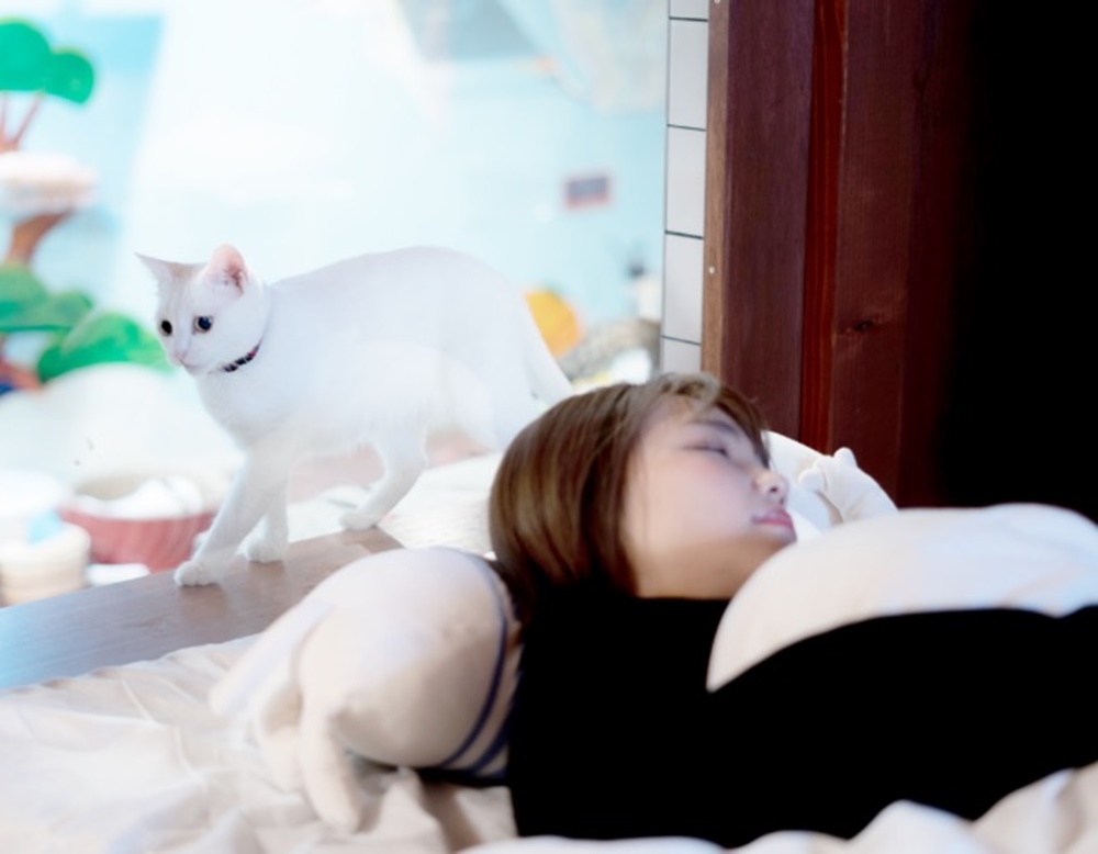 Sensasi Menginap Bersama Kucing, Penat Langsung Minggat