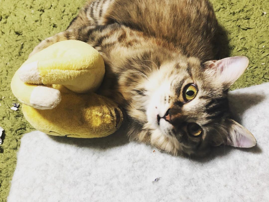 Sensasi Menginap Bersama Kucing, Penat Langsung Minggat