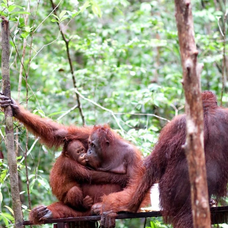 Jelajah Wisata Taman Nasional Tanjung Puting, Seru-seruan Bareng Orangutan
